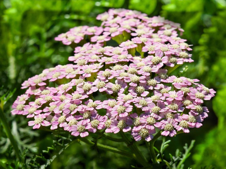 50 LOVE PARADE YARROW Achillea Sibirica Ssp. Camtschatica Aka Kamchatka ...