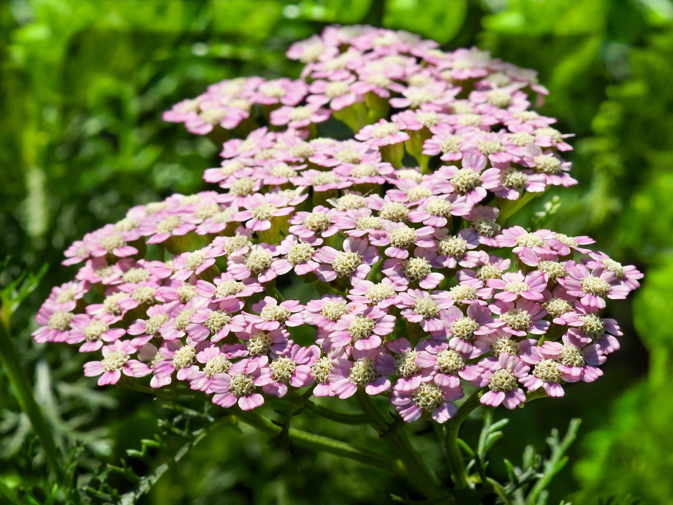 50 LOVE PARADE YARROW Achillea Sibirica Ssp. Camtschatica Aka Kamchatka ...