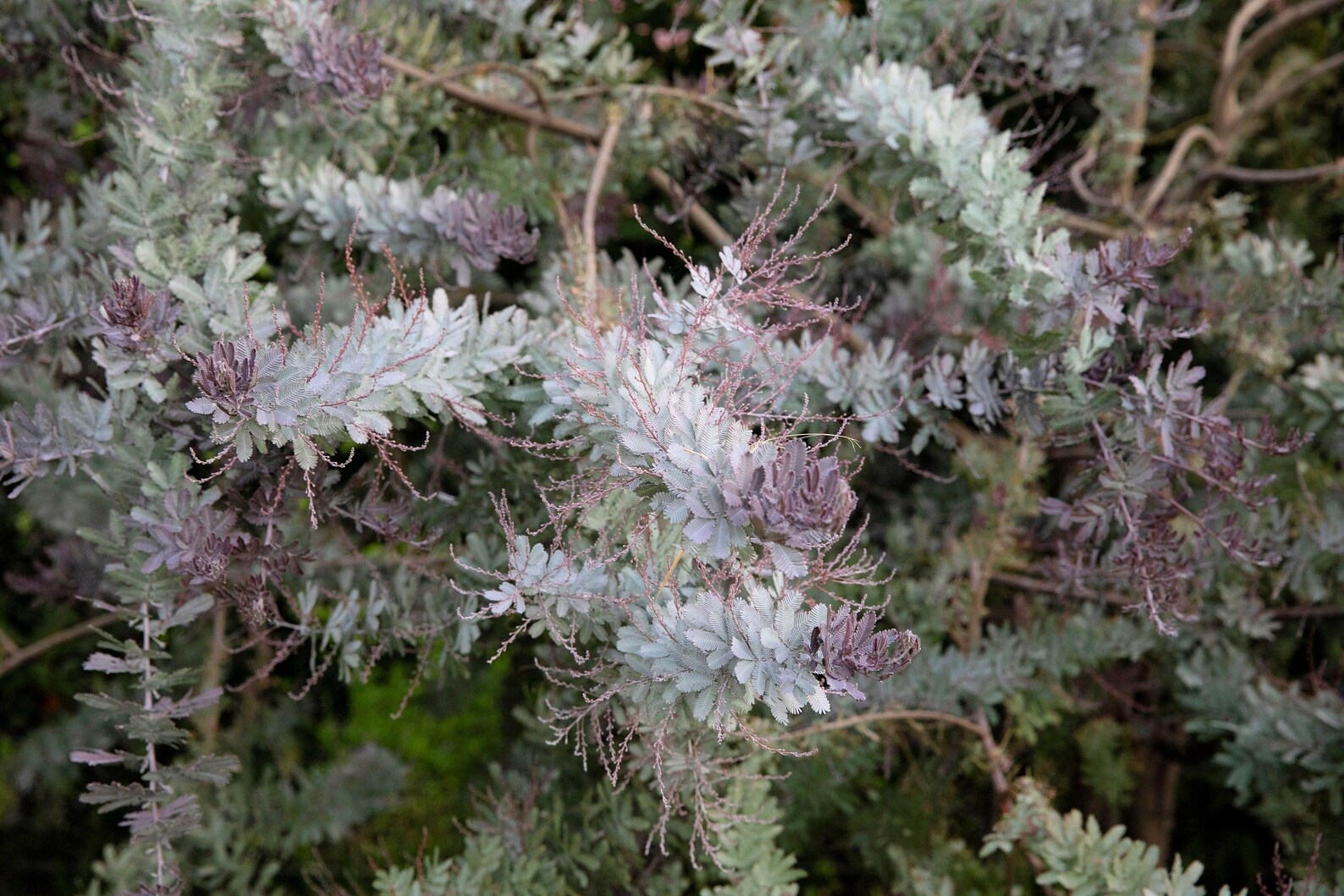 10 PURPLE ACACIA Baileyana Purpurea Fernleaf Mimosa Cootamundra Wattle ...