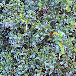 20 TRUE MYRTLE Myrtus Communis Aka Common & Sweet Myrtle Fragrant White ...