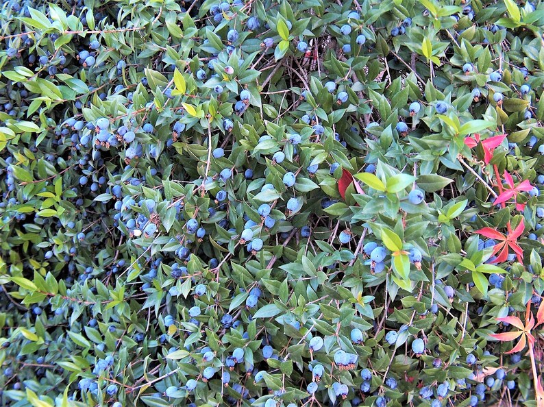 20 TRUE MYRTLE Myrtus Communis Aka Common & Sweet Myrtle - Etsy