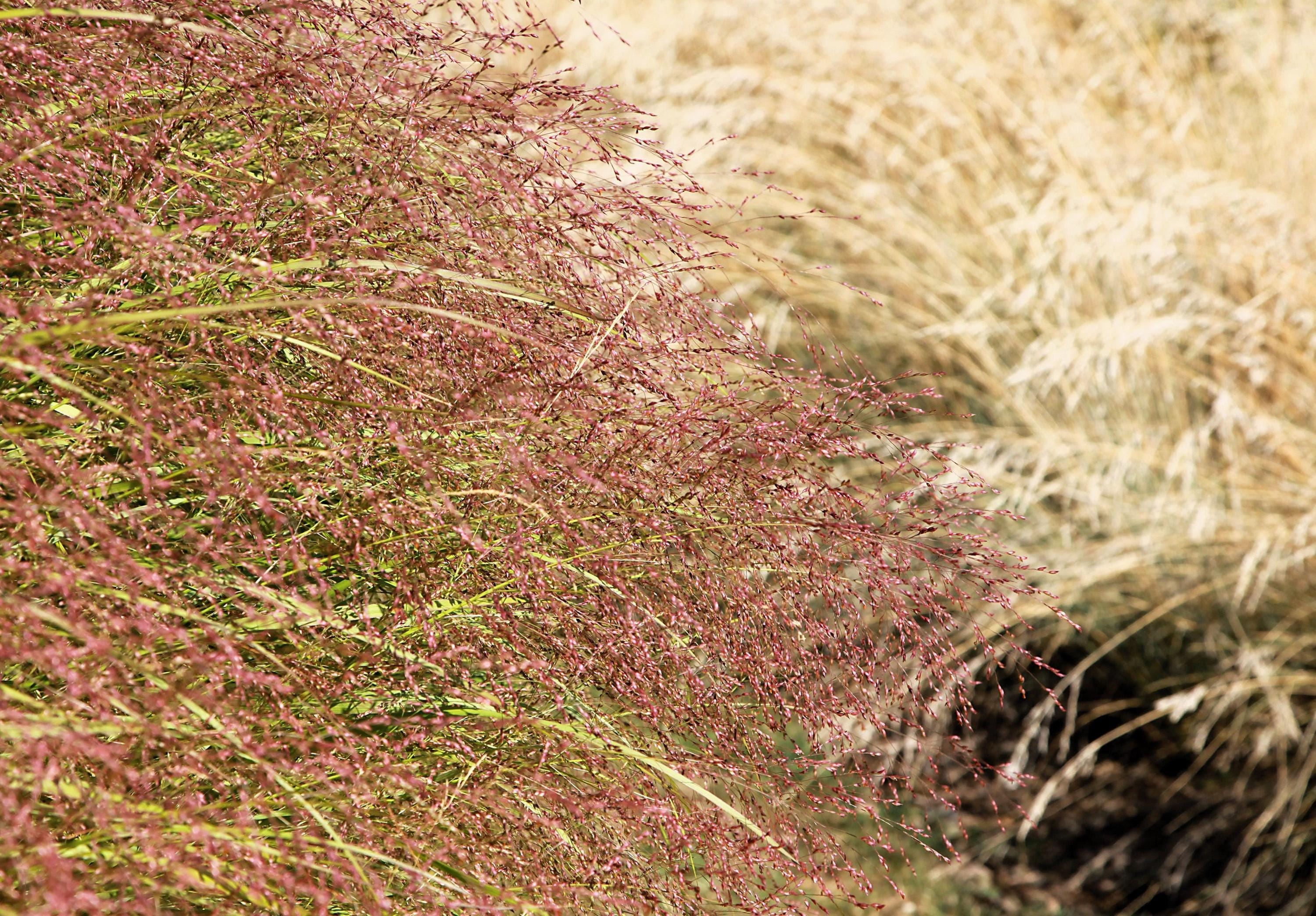 100 PURPLE LOVEGRASS Eragrostis Spectabilis Native Love Grass Flower ...