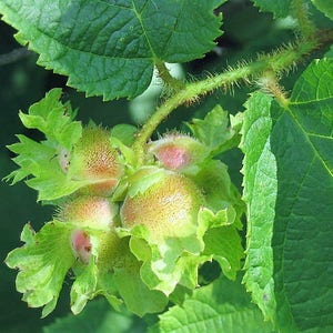 5 AMERICAN HAZELNUT TREE Aka Filbert Corylus Americana Fruit Nut Seeds ...
