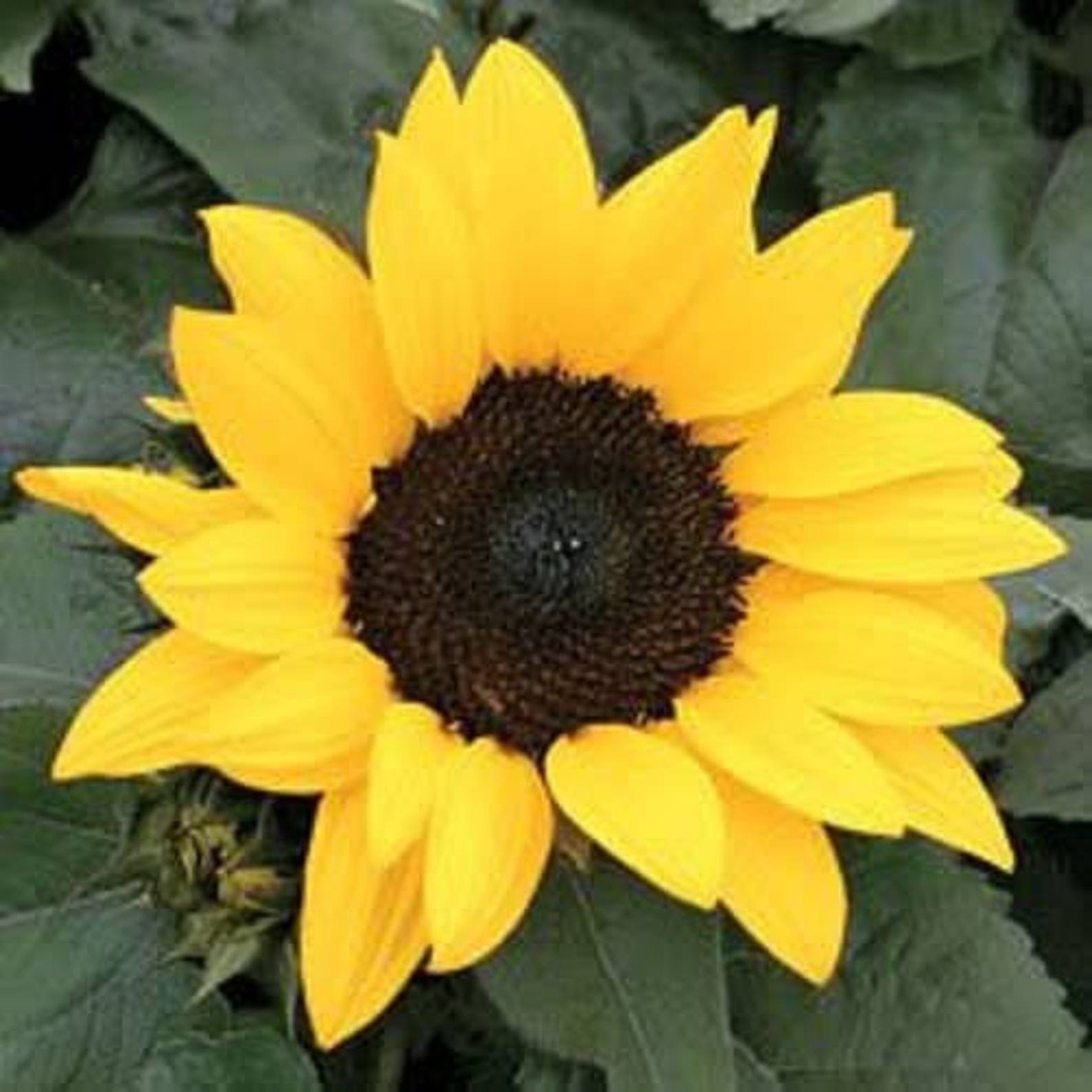 30 INCREDIBLE DWARF SUNFLOWER Helianthus Annuus Flower Seeds - Etsy
