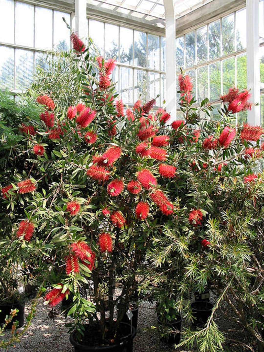 40 CRIMSON BOTTLEBRUSH Callistemon Citrinus Flowering Shrub Bush Small ...