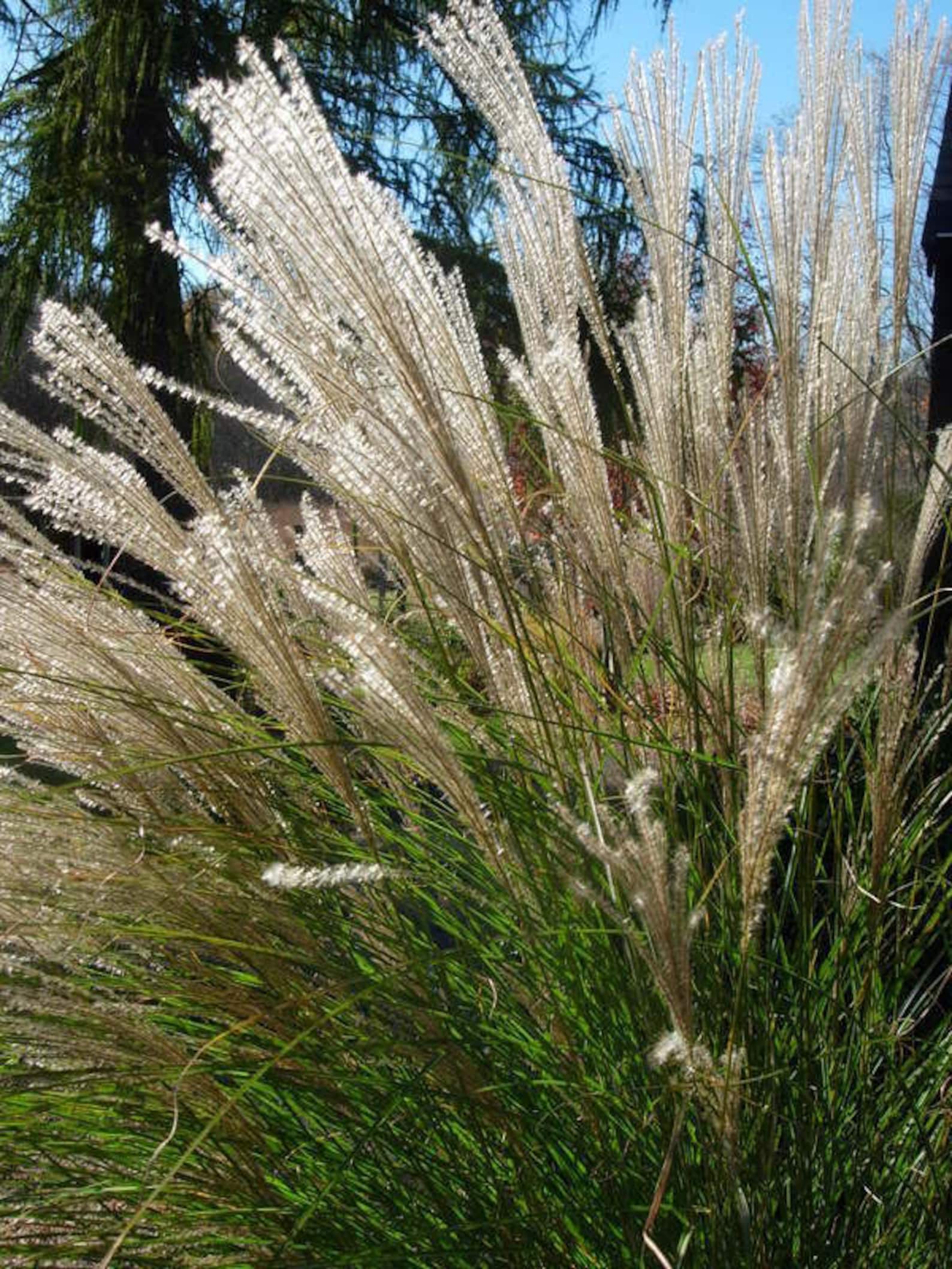 10 SILVER MAIDEN GRASS Miscanthus Sinensis Perennial Flower - Etsy