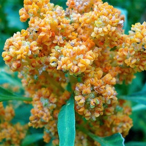 100 Organic BRILLIANT RAINBOW QUINOA Mix Mixed Colors Chenopodium Grain ...