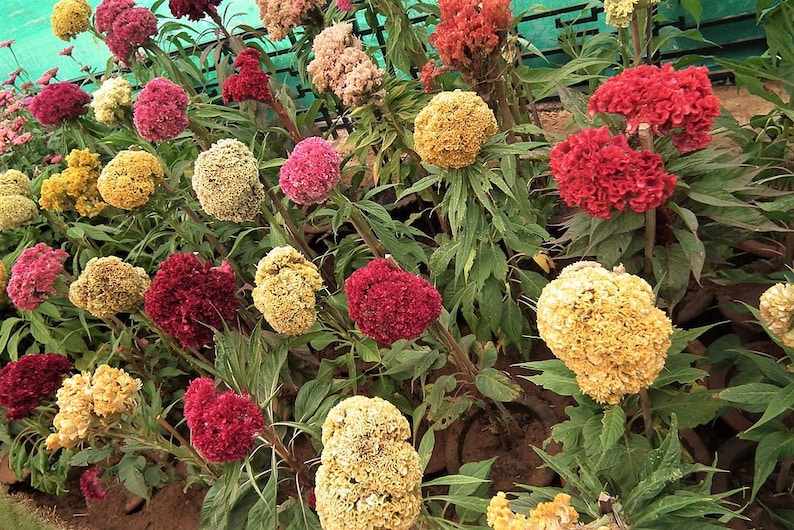 100 CORAL GARDENS Mix CELOSIA Cockscomb Celosia Argentea | Etsy