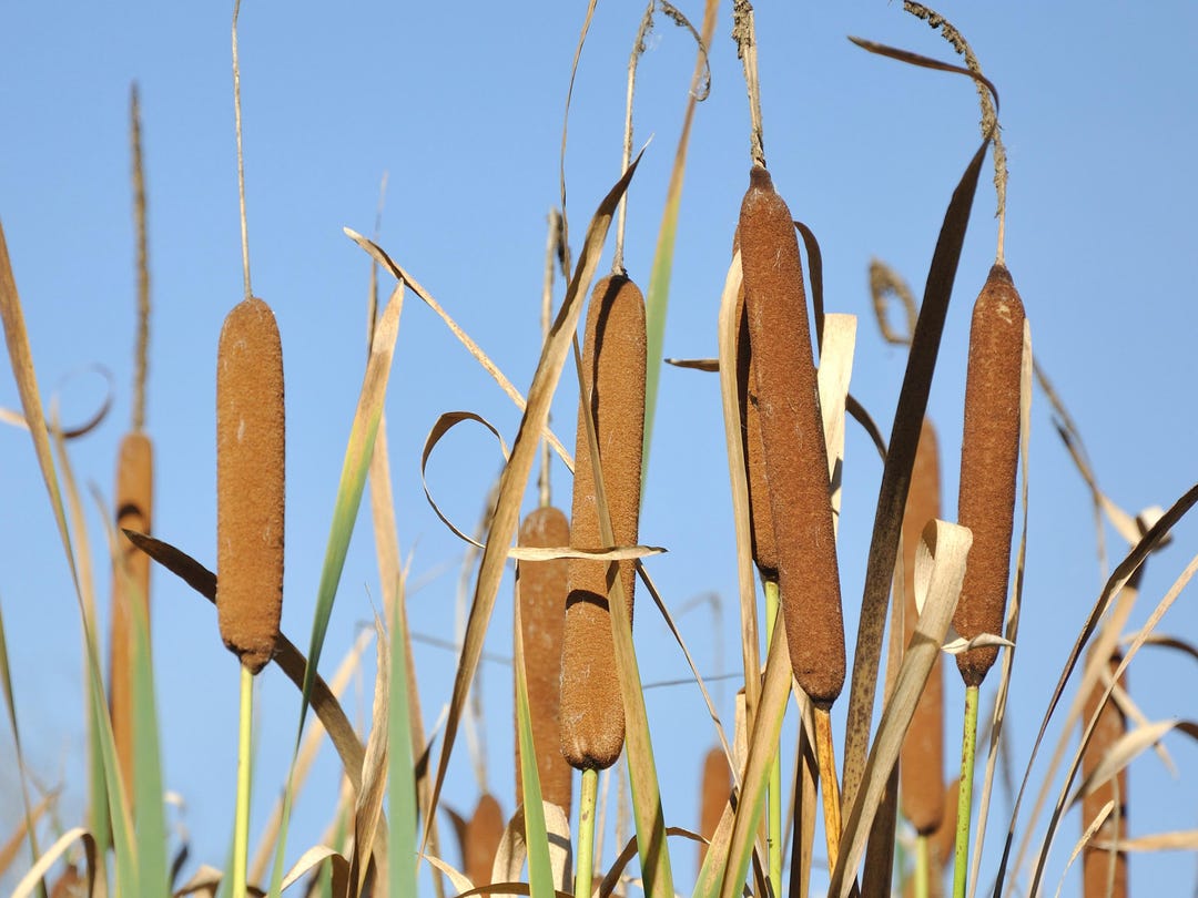 50 CATTAILS Cat Tails Typha Latifolia Water Pond Grass Flower Seeds ...