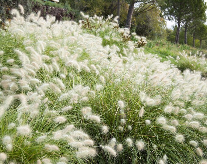 Erianthus Ravennae - Plume Grass KL Large Ornamental Perennial Grass ...