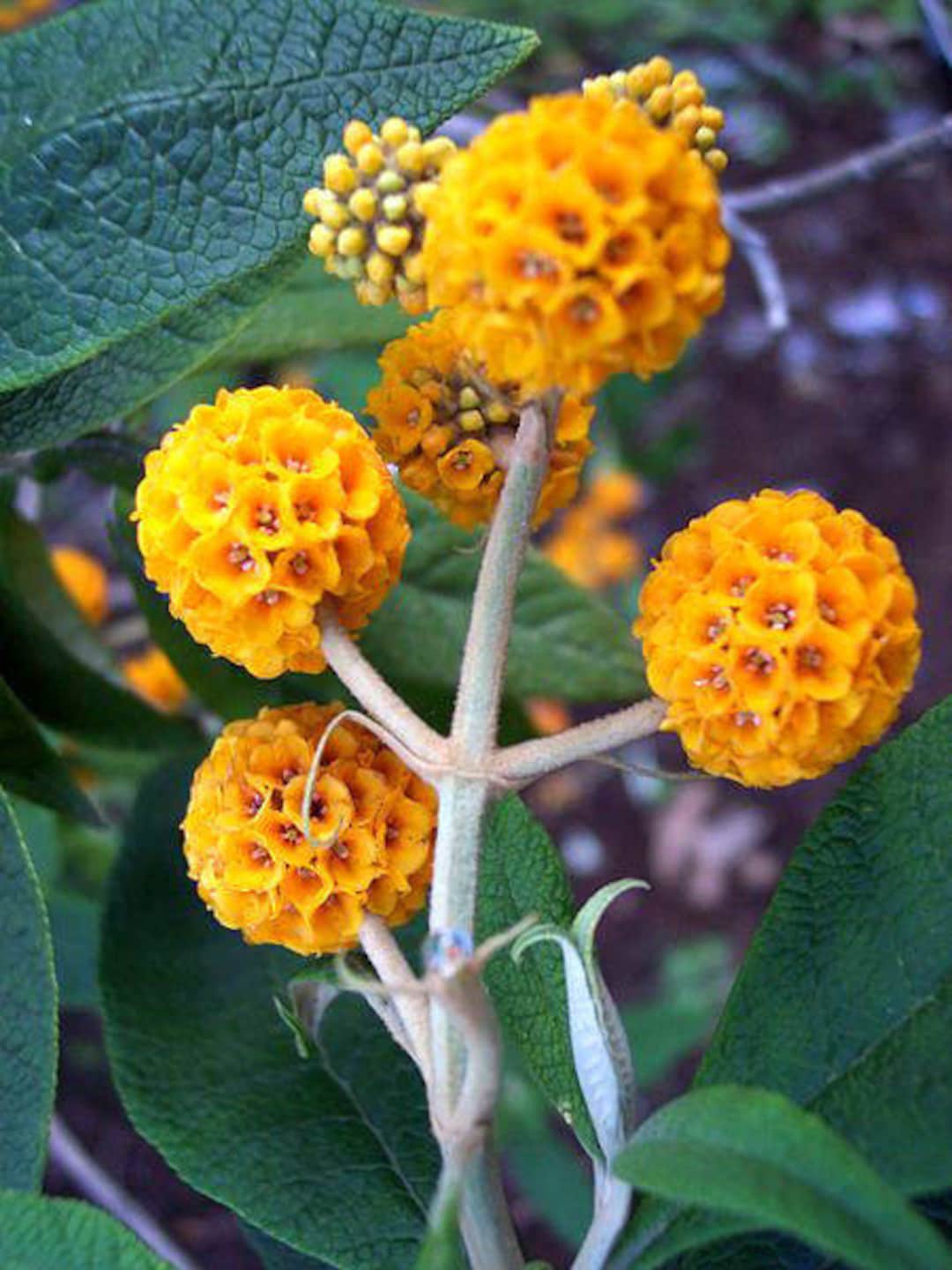 10 ORANGE BALL TREE / Golden Butterfly Bush Buddleja Globosa - Etsy