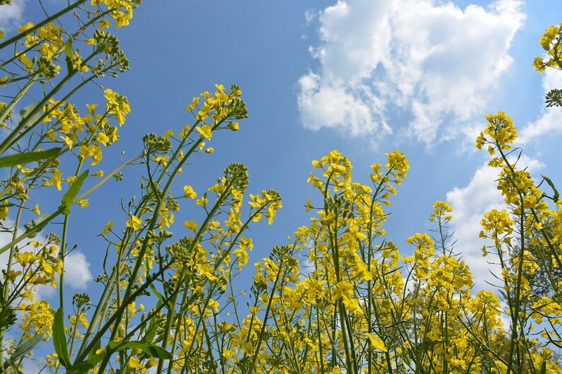 1000 Dwarf ESSEX RAPE KALE Brassica Napus Vegetable Seeds - Etsy