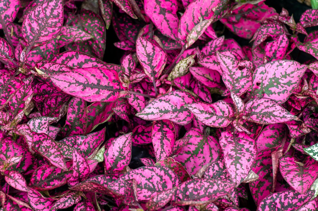 10 Dwarf Rose Pink POLKA DOT PLANT Splash Select Hypoestes ...