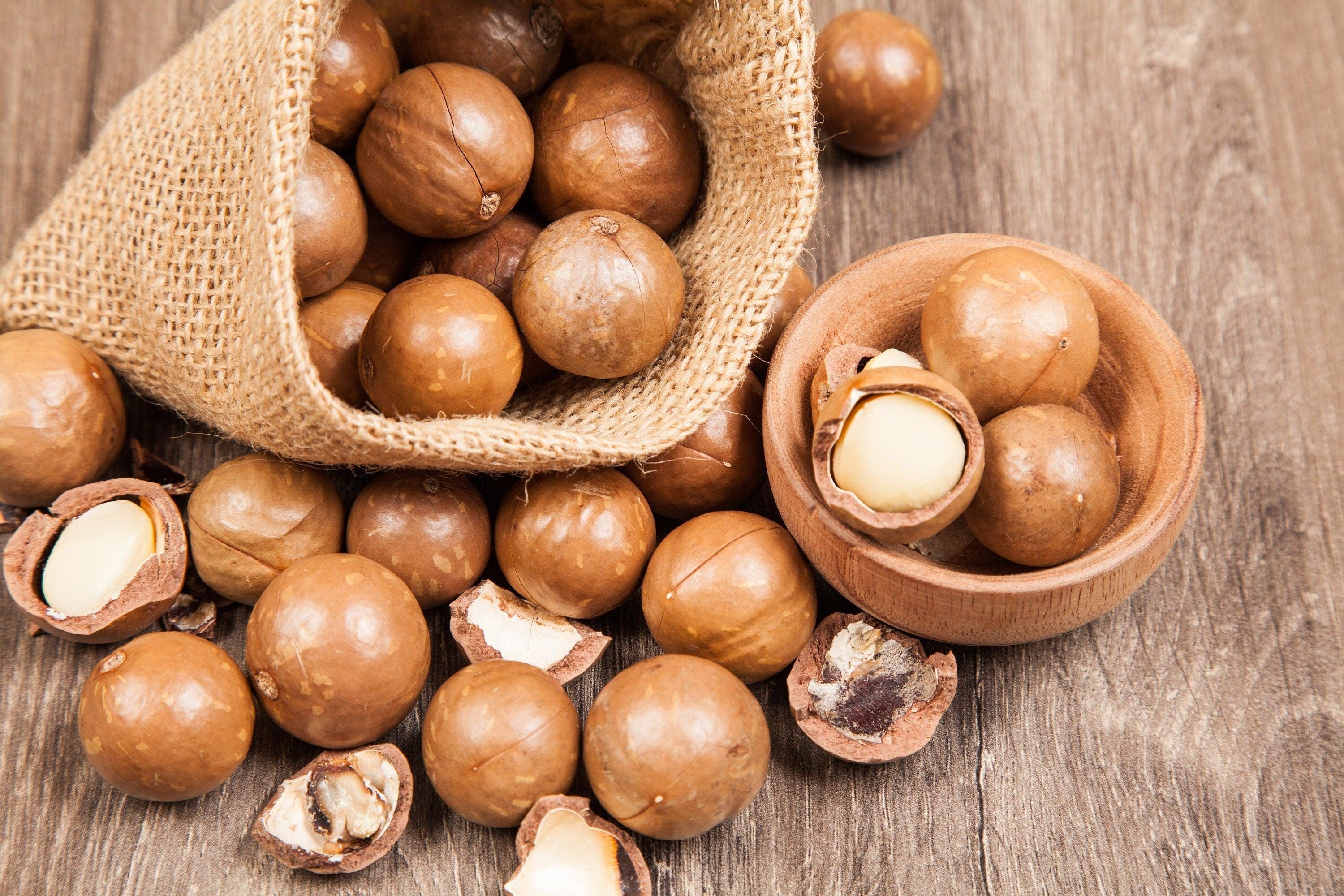 5 MACADAMIA NUT Tree Macadamia Integrifolia Brown Shell Beige Nut Fruit ...