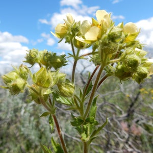 50 PRAIRIE CINQUEFOIL Tall Potentilla Drymocallis Arguta White Pale ...