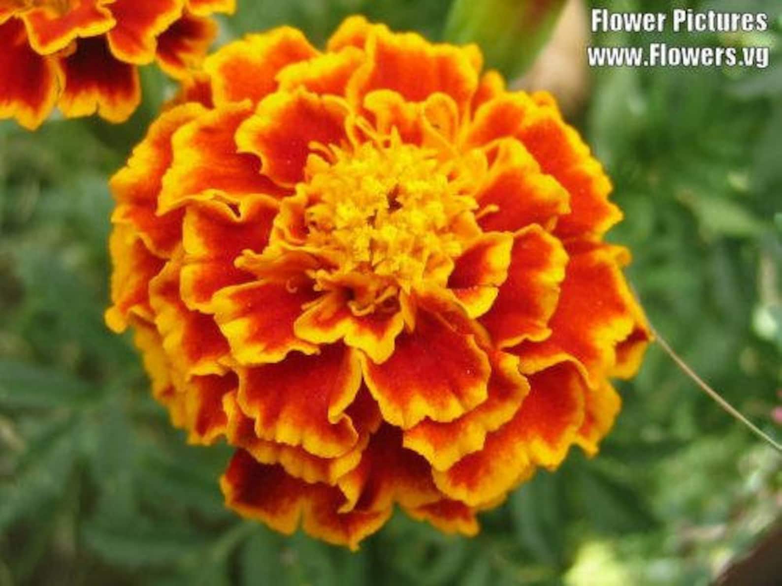 400 FRENCH MARIGOLD SPARKY Mixed Colors Calendula Orange - Etsy
