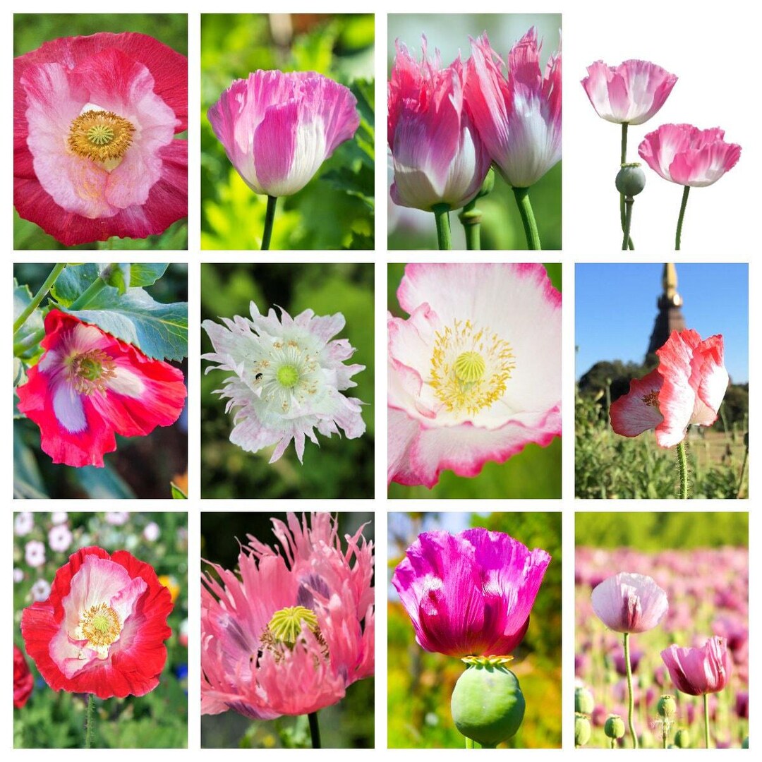 200 AFGHAN RESELECTED Blue POPPY Mixed Colors Papaver Somniferum ...