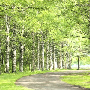 100 WHITE Japanese BIRCH TREE Betula Platyphylla Japonica Seeds - Etsy