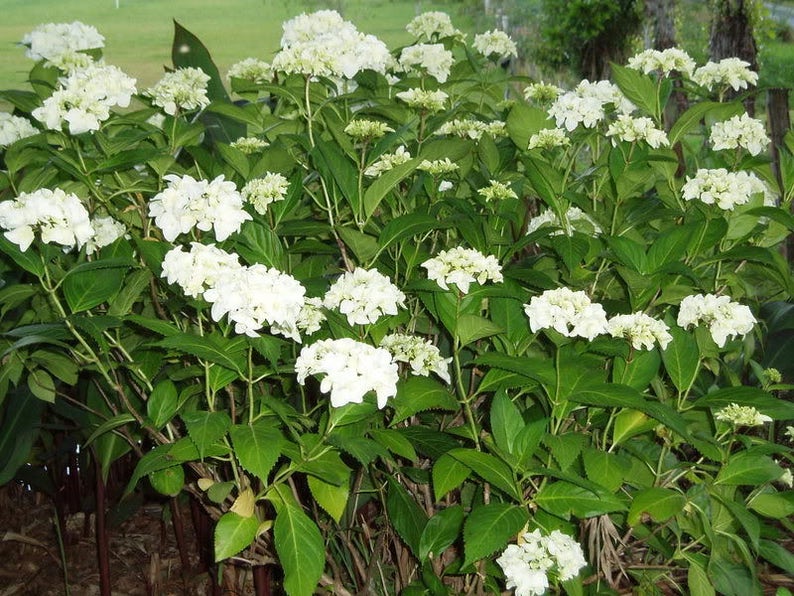 50 White NATIVE HYDRANGEA Arboescens Smooth Wild Sevenbark - Etsy