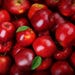 25 PARADISE APPLE Red Delicious Common Malus Pumila Domestica Fruit ...