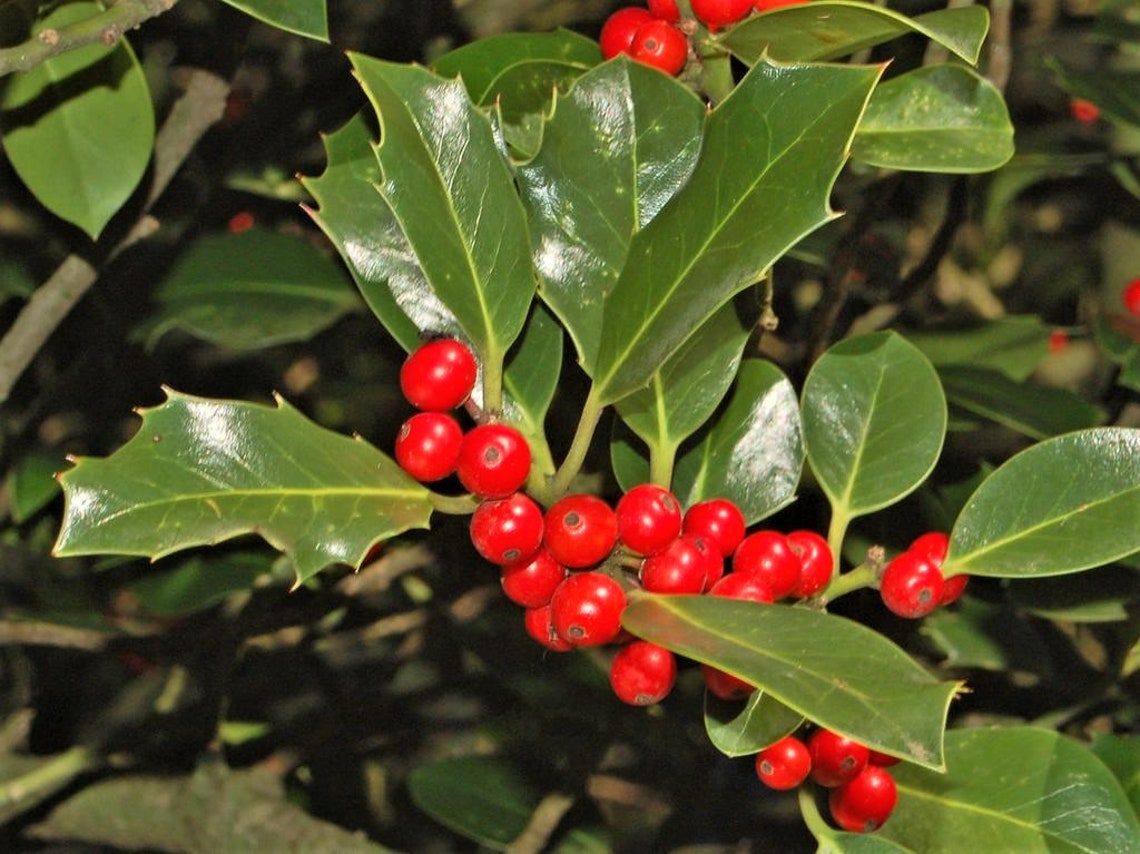 40 ENGLISH HOLLY Ilex Aquifolium Aka European Common or - Etsy