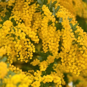 10 GOLDEN MIMOSA Acacia Baileyana Yellow Wattle Tree Flower Seeds comb ...