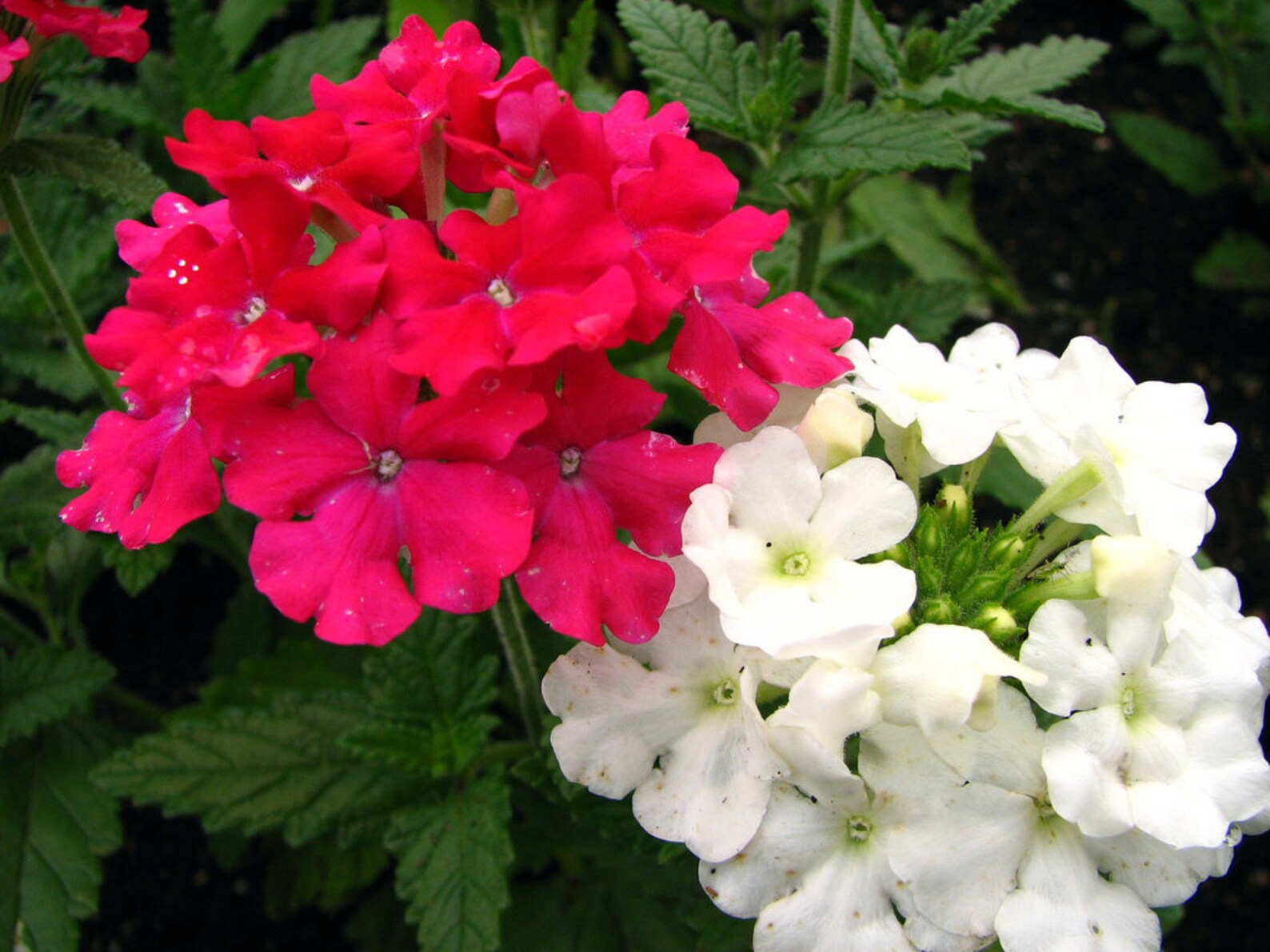 50 SCARLET VERBENA Red Nana Compacta Fragrant Flower Seeds | Etsy