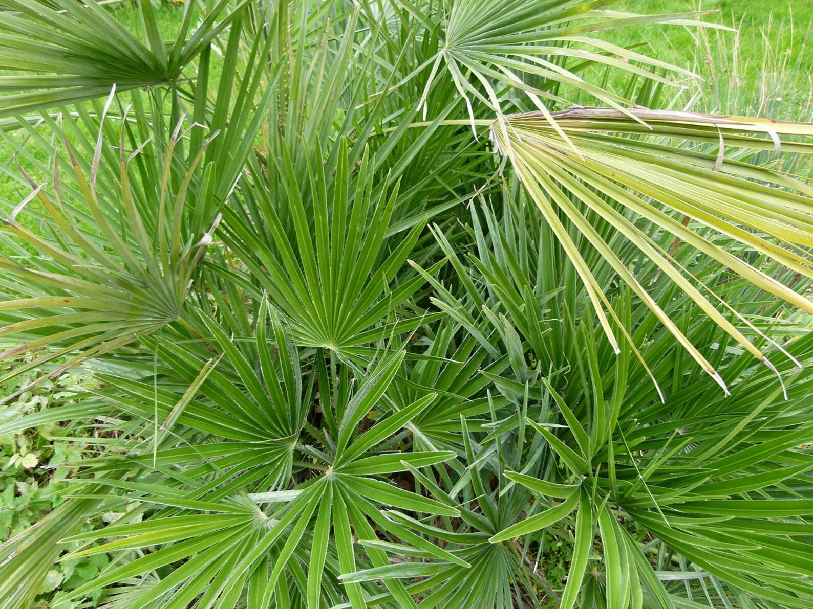 5 MEDITERRANEAN FAN PALM European Dwarf Tree Shrub Chamaerops - Etsy