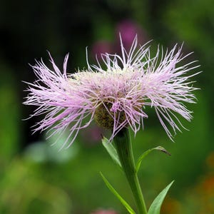 25 AMERICAN ROSE (centaurea Aloha / American Starflower / American ...