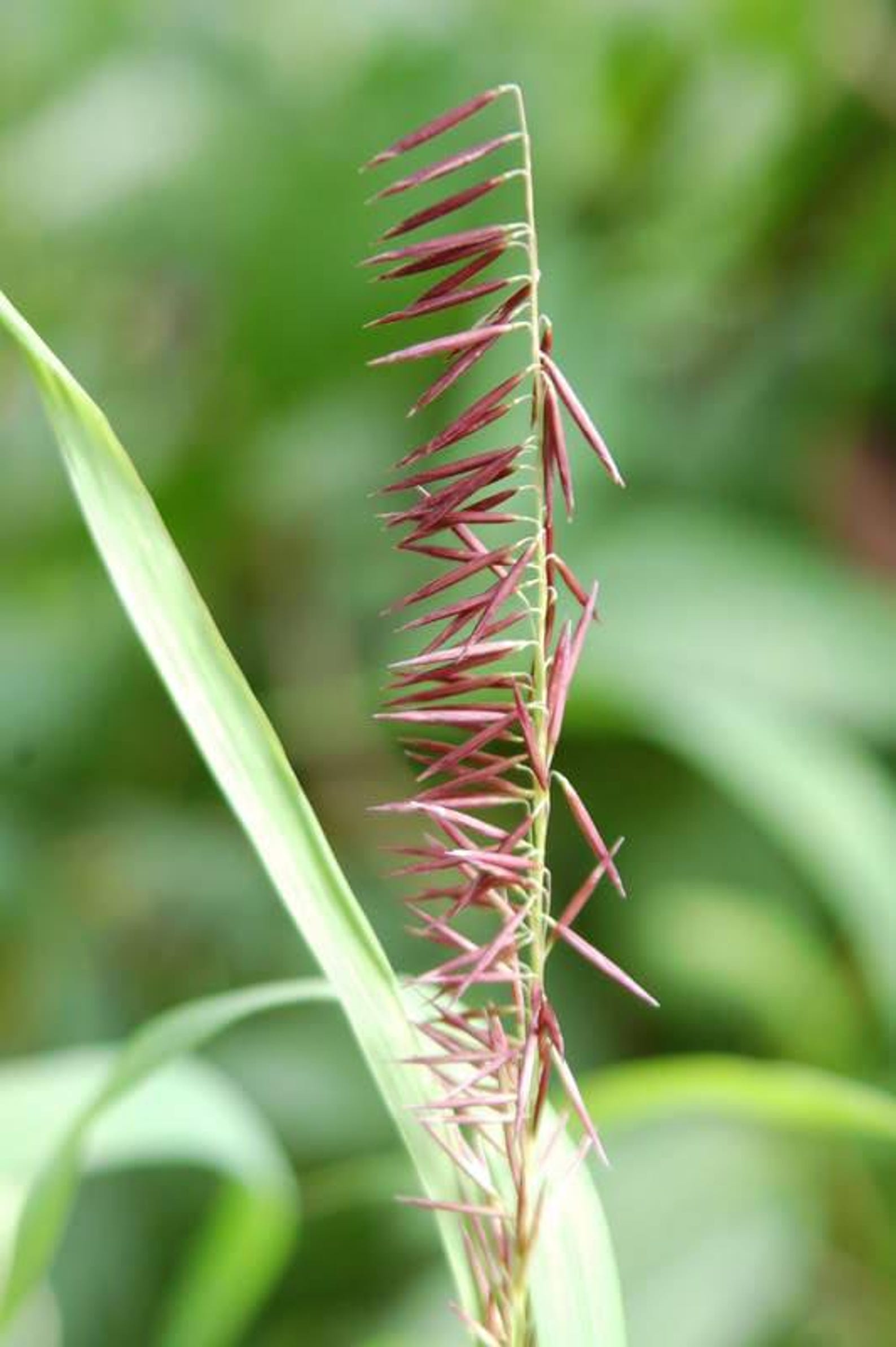 20 RED Spire MELIC GRASS Purple Melica Transsilvanica Flower Seeds - Etsy