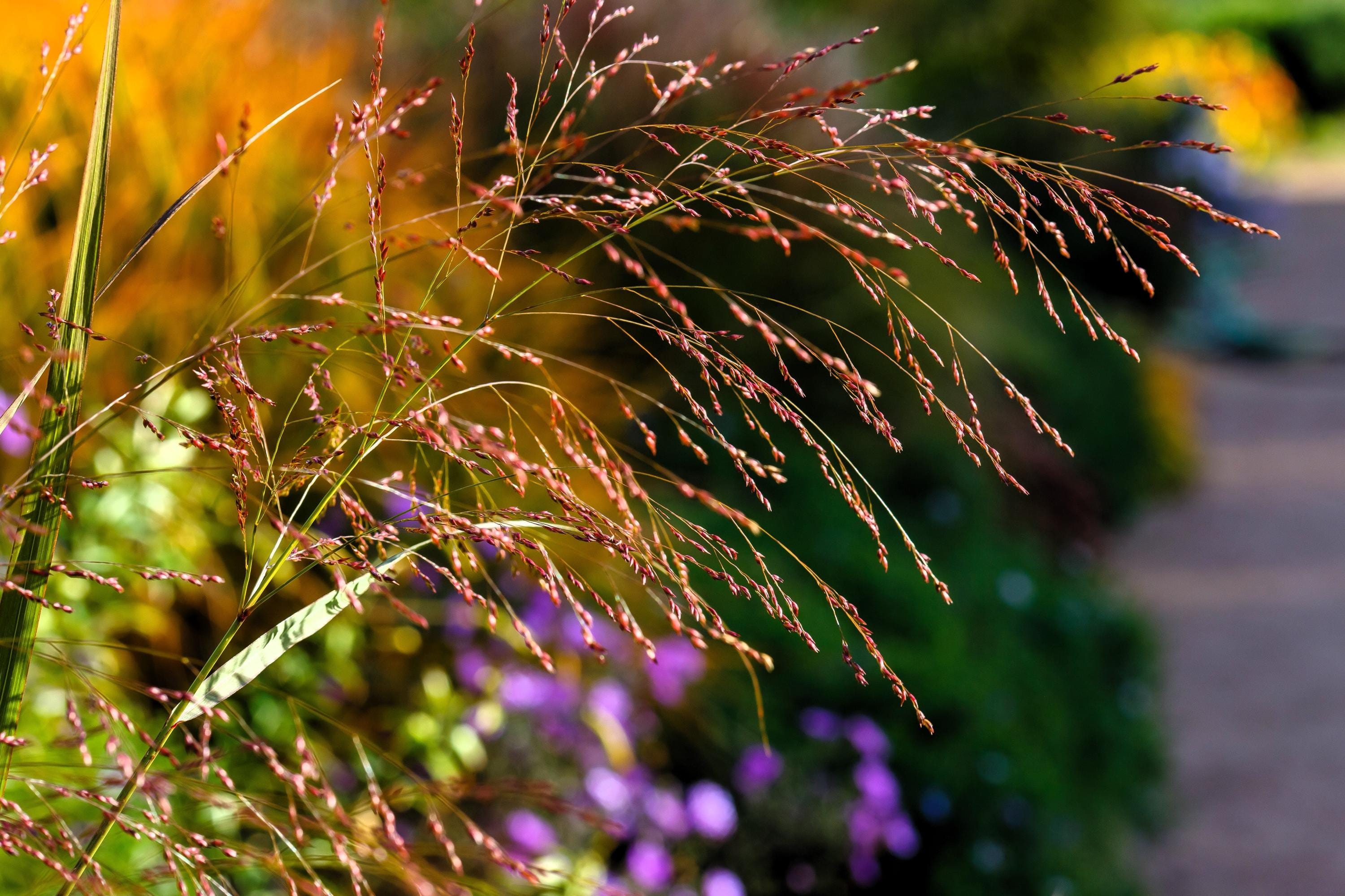 30 Violet PANIC GRASS Panicum Miliaceum Violaceum Ornamental Purple ...