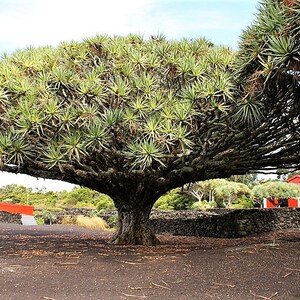 10 DRAGON TREE Dracaena Draco Canary Island Drago Blood Asparagus Yucca ...