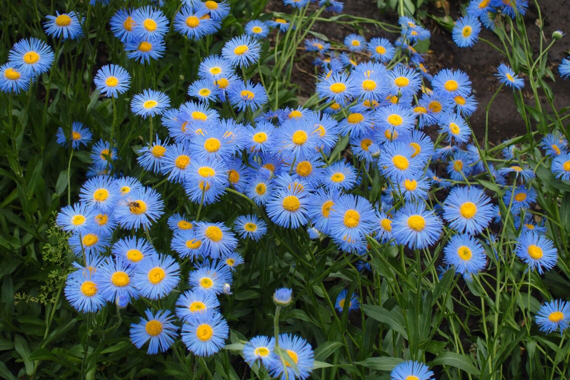 500 BLUE FLEABANE DAISY (dainty Daisy / Aspen Fleabane / Oregon ...