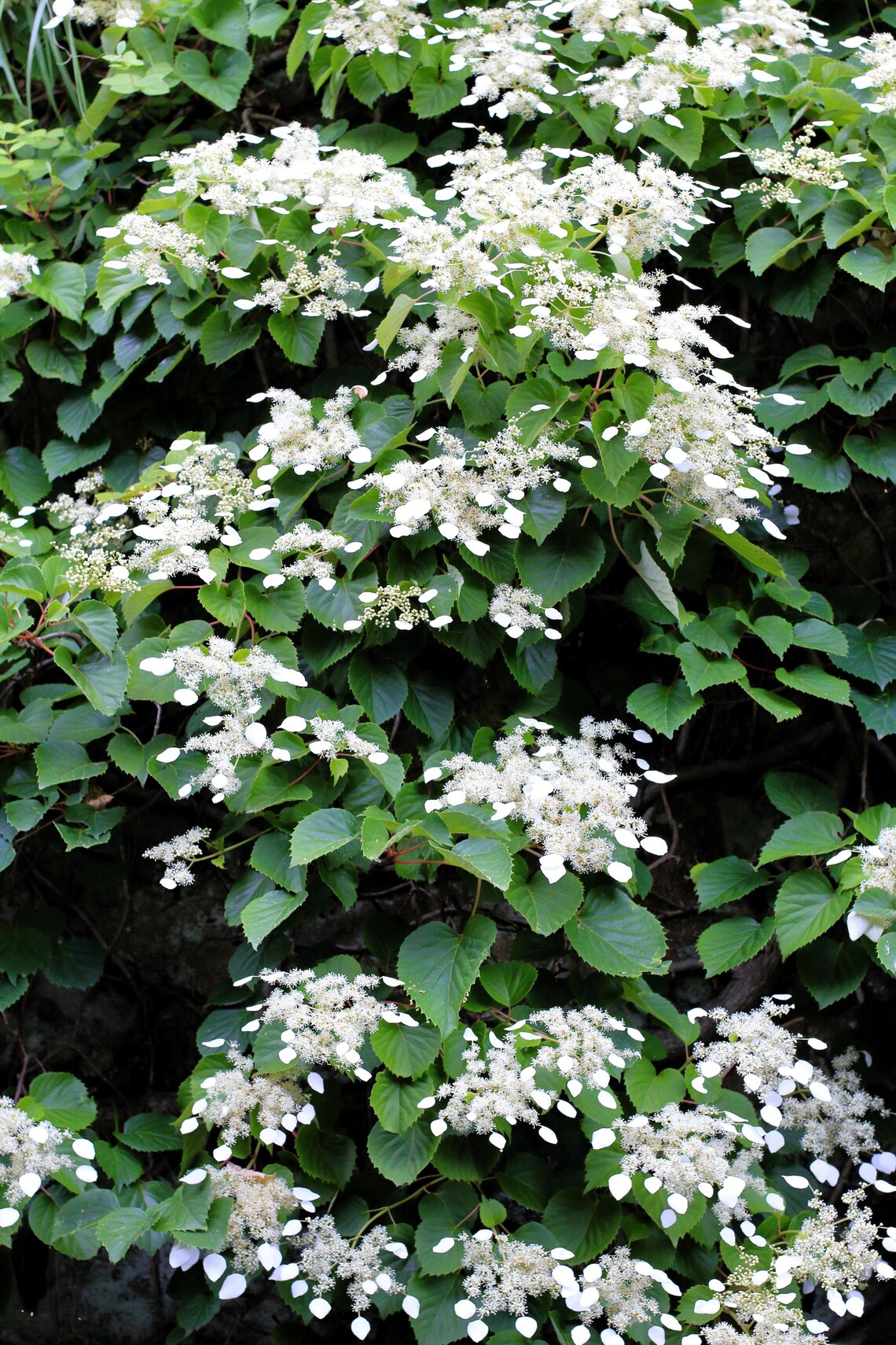 50 JAPANESE HYDRANGEA VINE White Flower Schizophragma Hydrangeoides ...