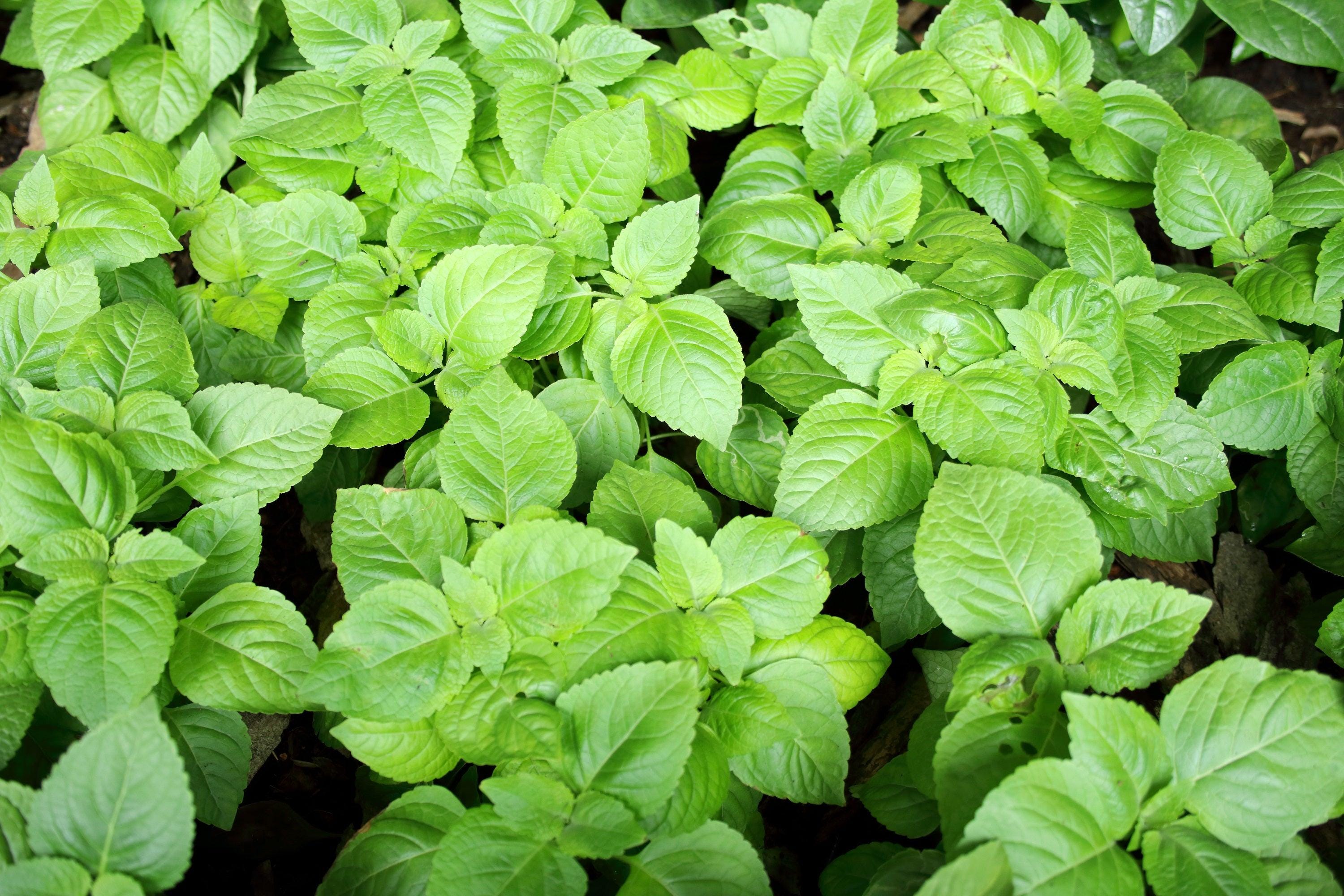 500 CLOVE BASIL Ocimum Basilicum Herb Flower Seeds - Etsy