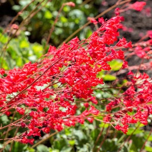 100 Red HEUCHERA SPLENDENS Coral Bells Heuchera Sanguinea Sanguineum ...