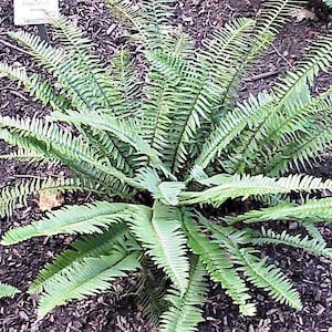 1500 Western SWORD FERN Giant Holly Swordfern Polystichum Munitum ...