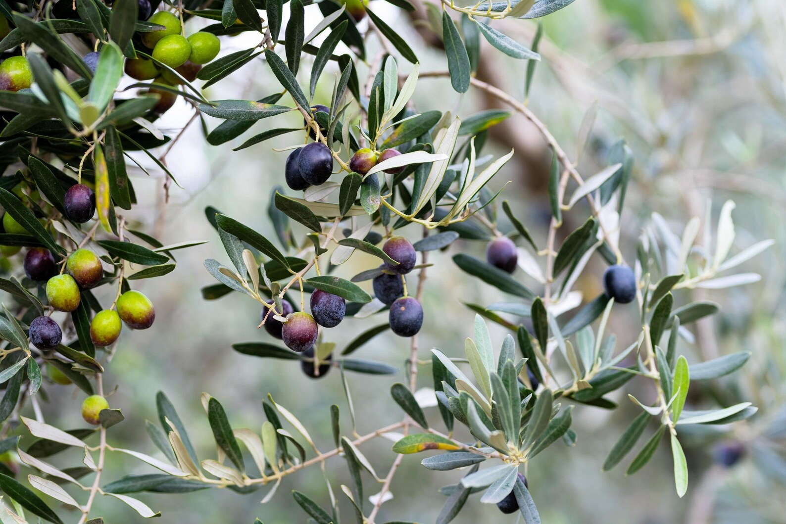 10 CANINO OLIVE TREE Olea Europaea Canino Edible European Common Green ...