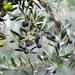10 CANINO OLIVE TREE Olea Europaea Canino Edible European Common Green ...