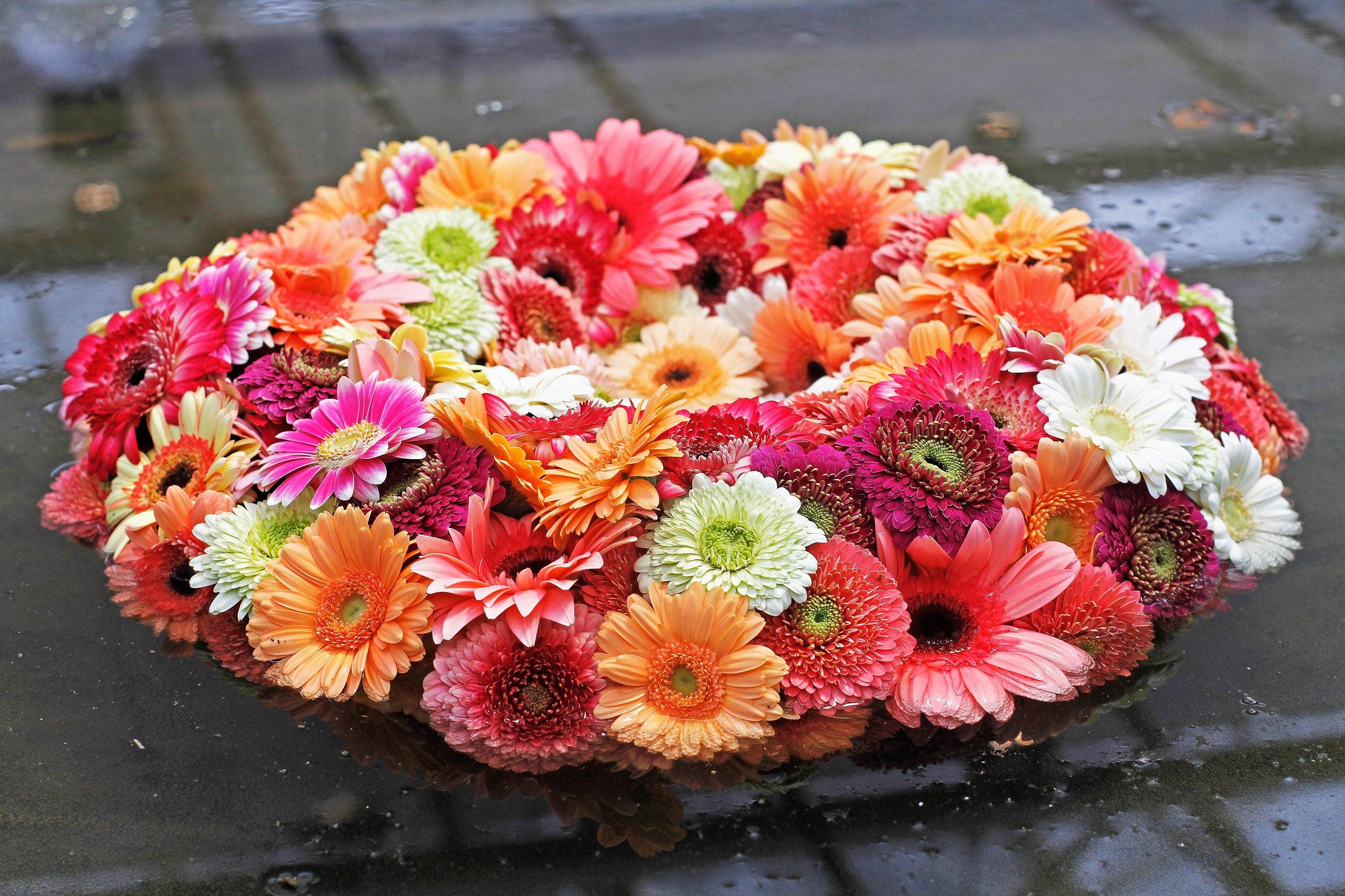 20 GERBER DAISY Mix Gerbera Jamesonii Aka Barberton or African Daisy ...