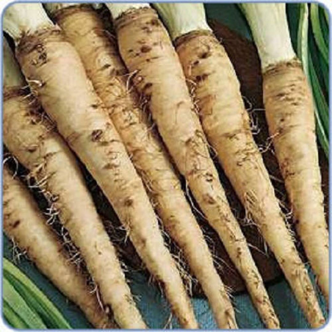 50 MAMMOTH Sandwich Island SALSIFY White Root Vegetable Oyster Flower ...