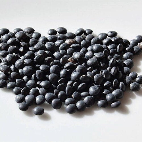 100 GREEN LENTIL Lentils Lens Culinaris Vegetable Seeds - Etsy