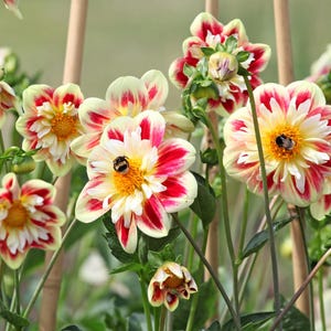 50 MIXED COLLARETTE DAHLIA Variabilis Two Tone Mix of Red Pink Purple ...