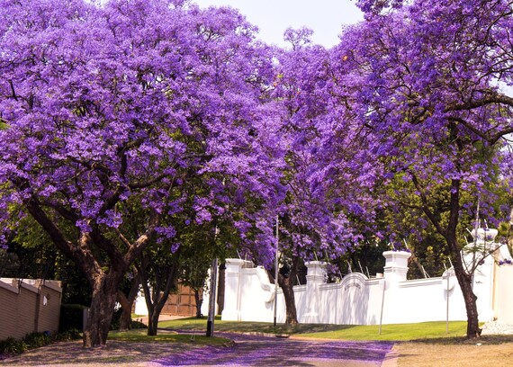 Jacaranda Mimosifolia Brazilian Rose Wood Green Ebony
