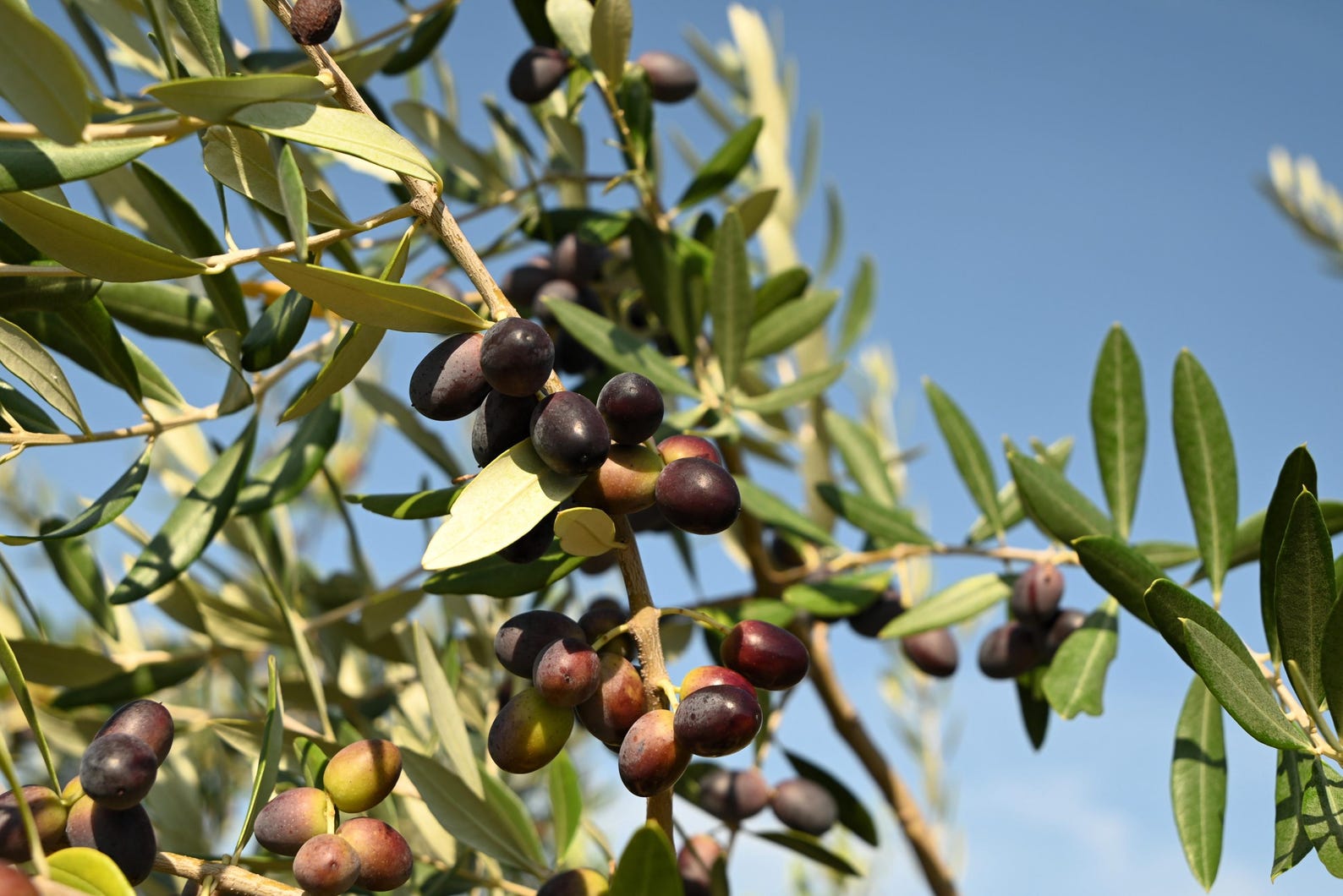 10 CANINO OLIVE TREE Olea Europaea Canino Edible European Common Green ...