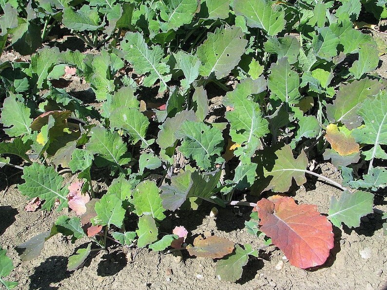 1000 Dwarf ESSEX RAPE KALE Brassica Napus Vegetable Seeds - Etsy