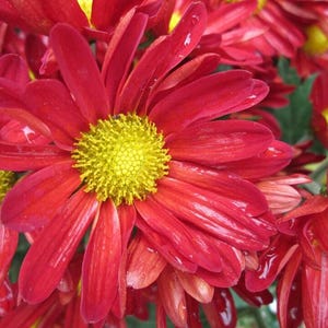 100 RED ROBINSONS DAISY Painted Chrysanthemum Coccineum Pyrethrum ...