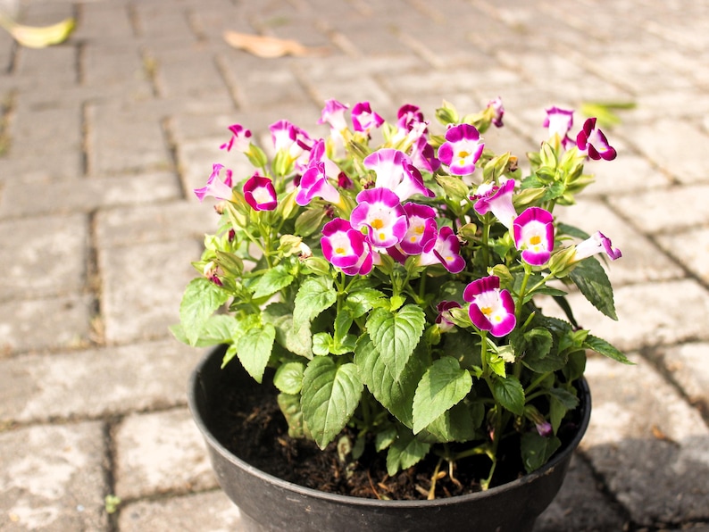10 KAUAI MIX TORENIA Fournieri Sun or Shade Wishbone Flower Seeds ...