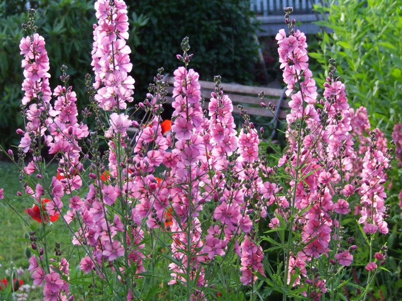 50 PINK CHECKERMALLOW Sidalcea Hendersonii Henderson's Checkerbloom ...