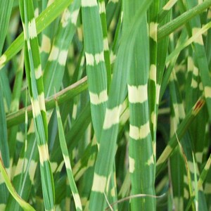 10 ZEBRA GRASS Variegated Maiden Grass Miscanthus Sinensis Zebrinus Aka ...